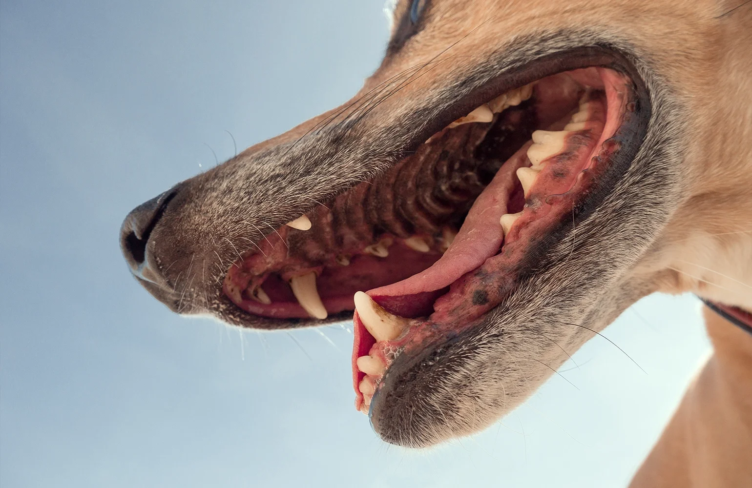Zahnstein beim Hund entfernen: Ursachen & Behandlung