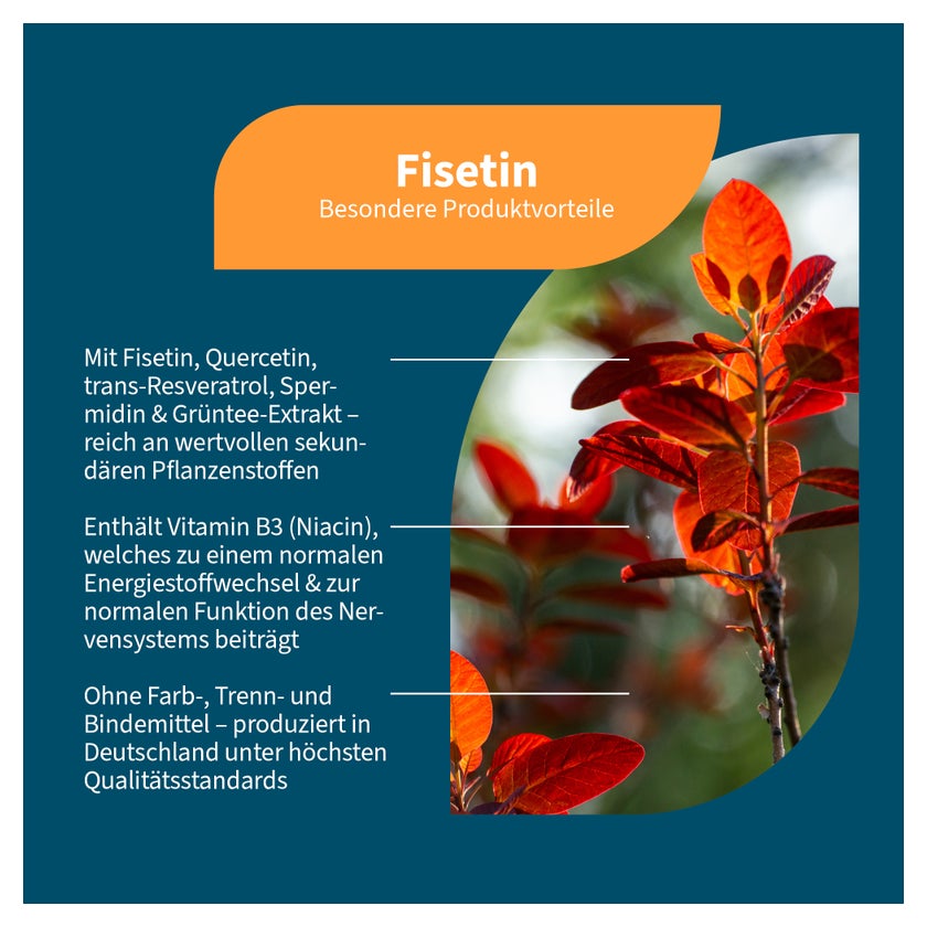 Fisetin+quercetin+spermidin+vitamin B3 Vegan Kaps. 90 St online kaufen ...